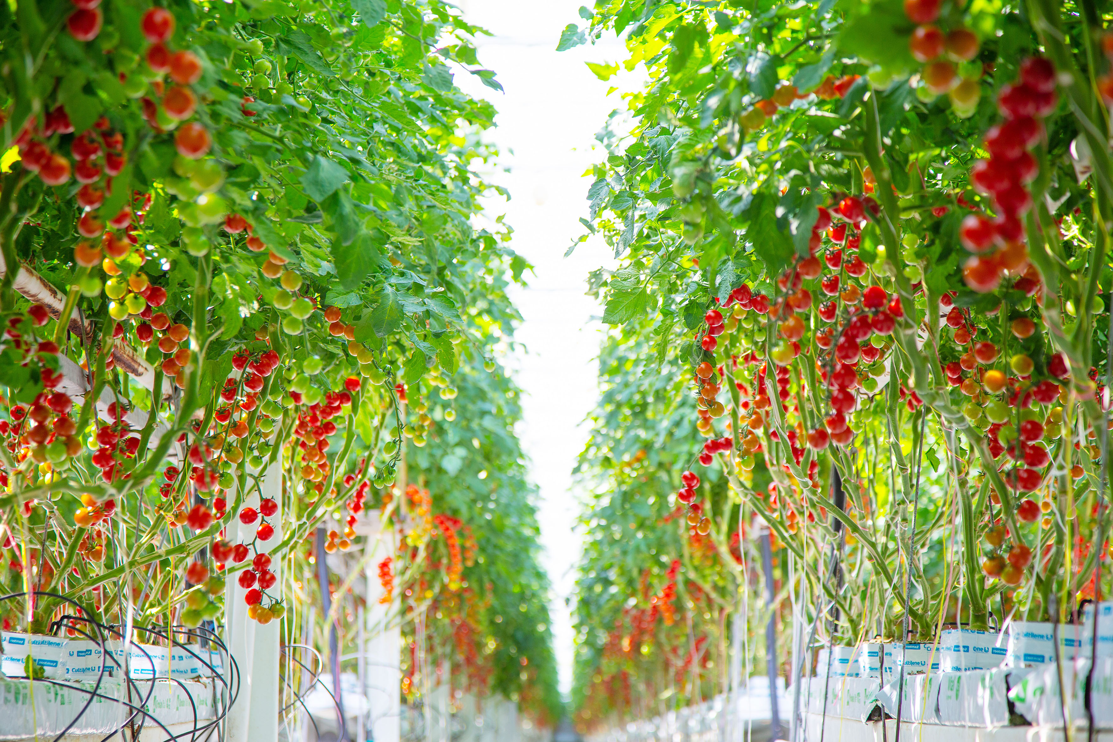 Lans - Waar nieuwe ideeën groeien